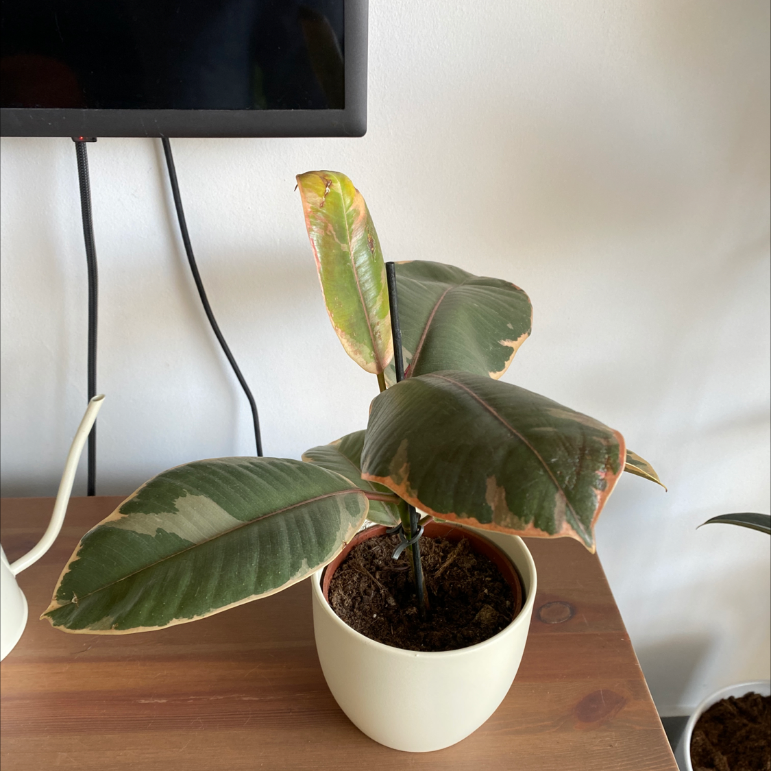 What Do I Do About ficus decora root rot?