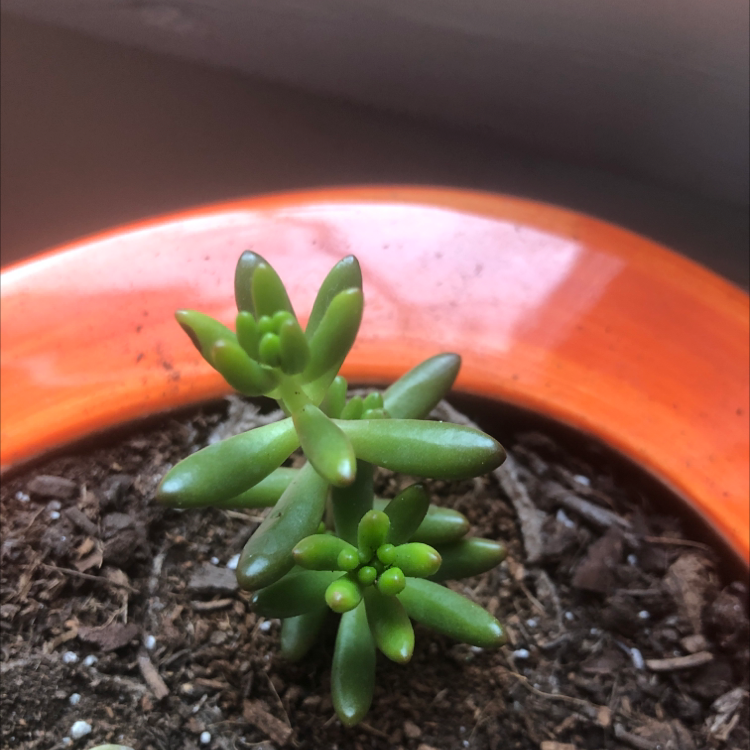 🍬 Best Potting Soil Mix for Jelly Bean Plant