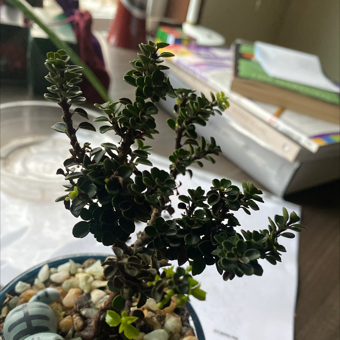 How Do I Fix common boxwood root rot?