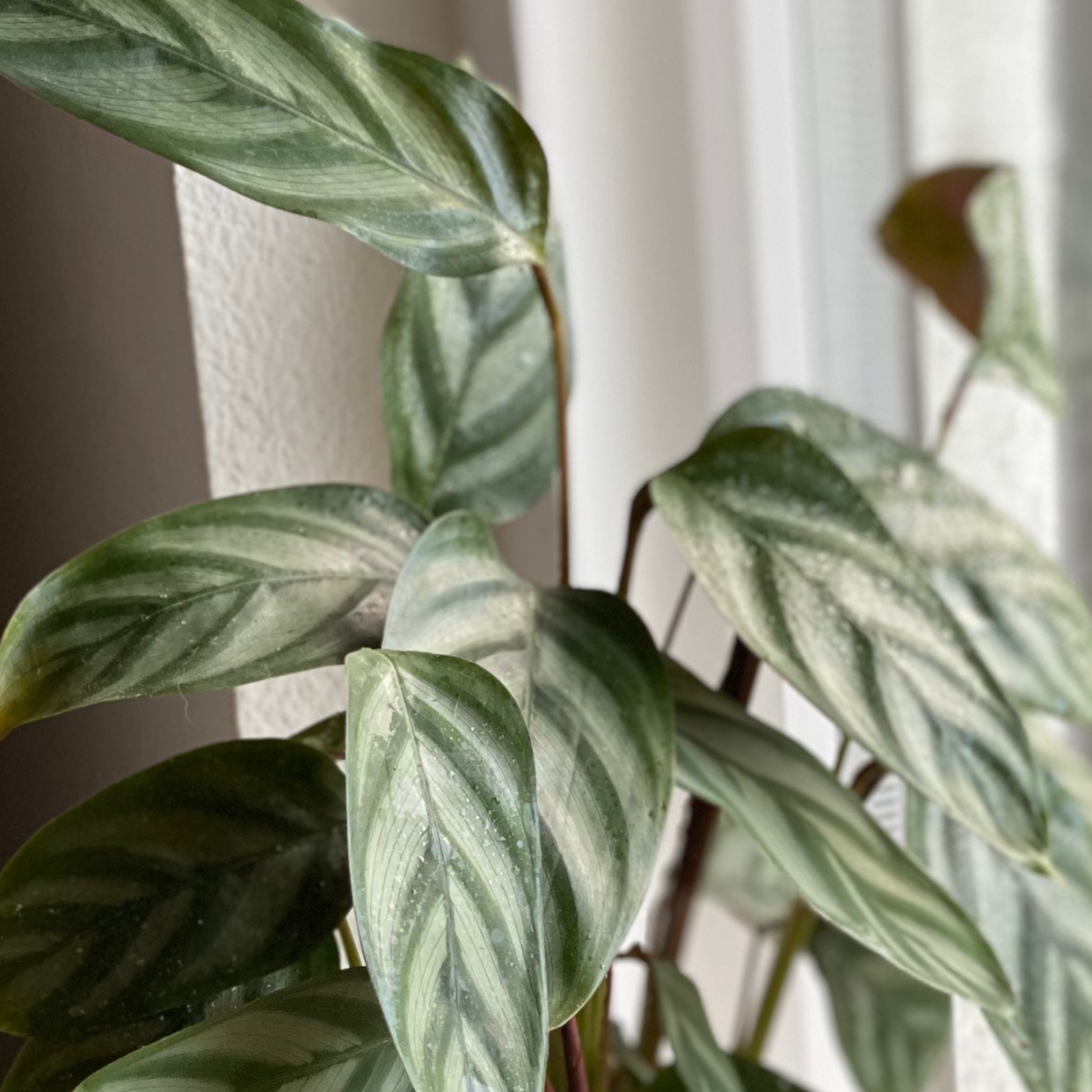 Personalized Calathea anulque Care: Water, Light, Nutrients | Greg App