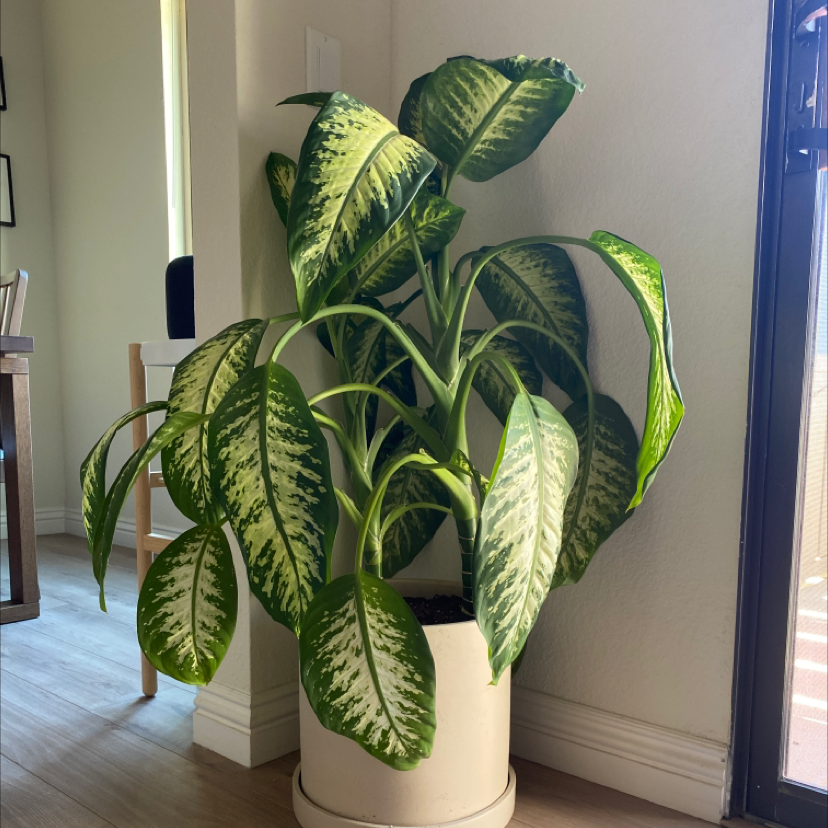 How to Propagate Your Dieffenbachia 'Tropic Snow'