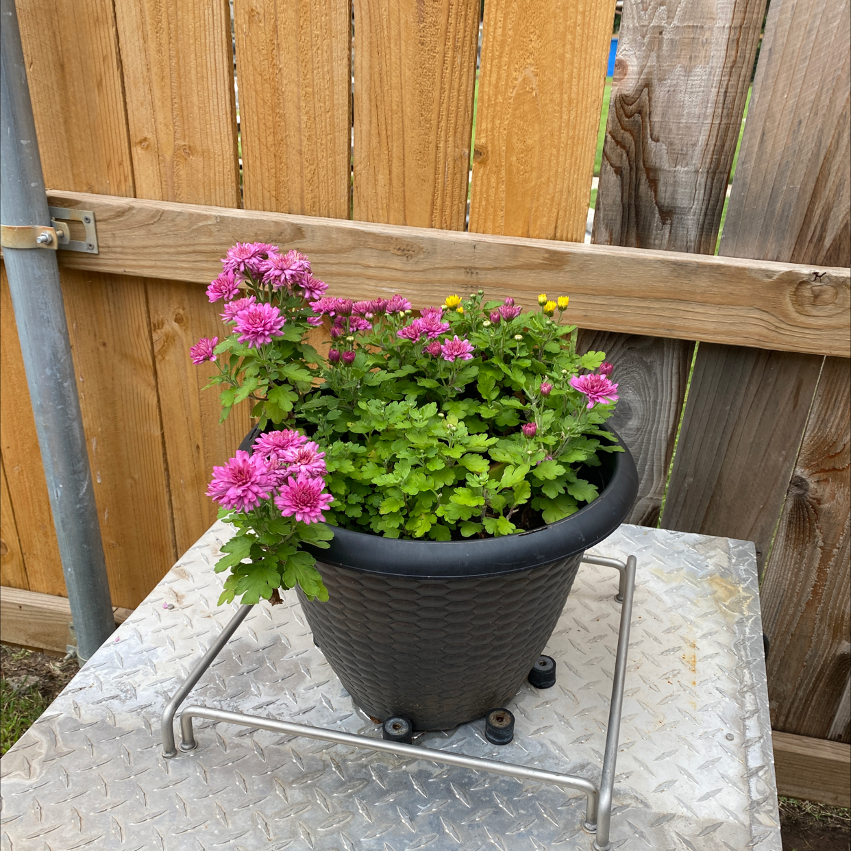 10 Advantages of Having a Giant Crego Aster
