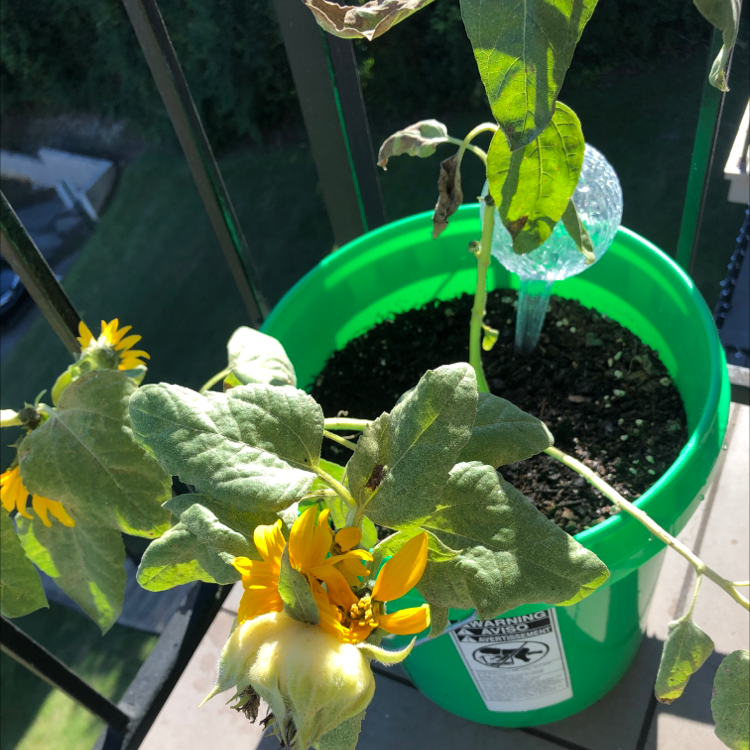 Common Sunflower Root Rot Solutions