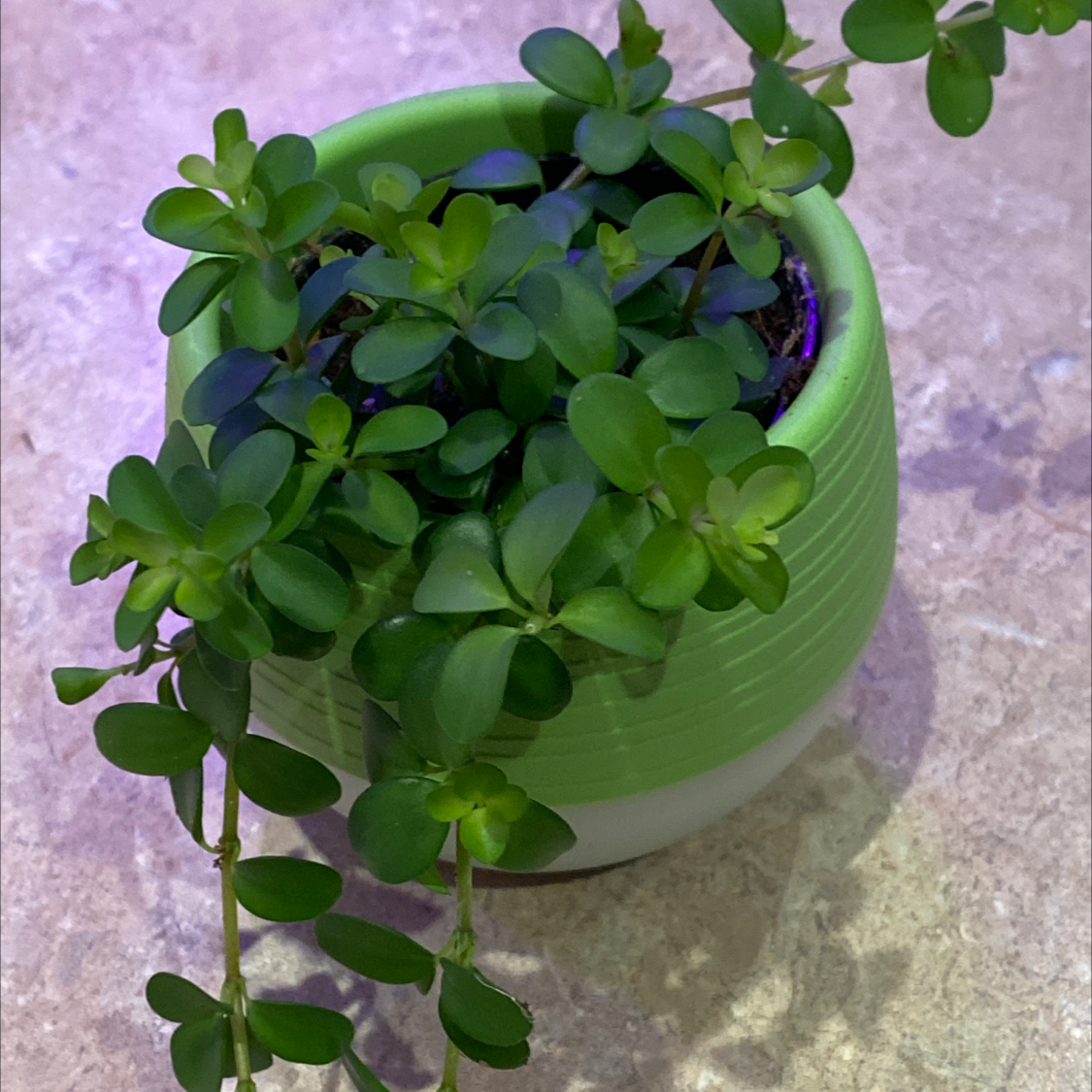Propagating My Common Boxwood: Step-by-Step Guide