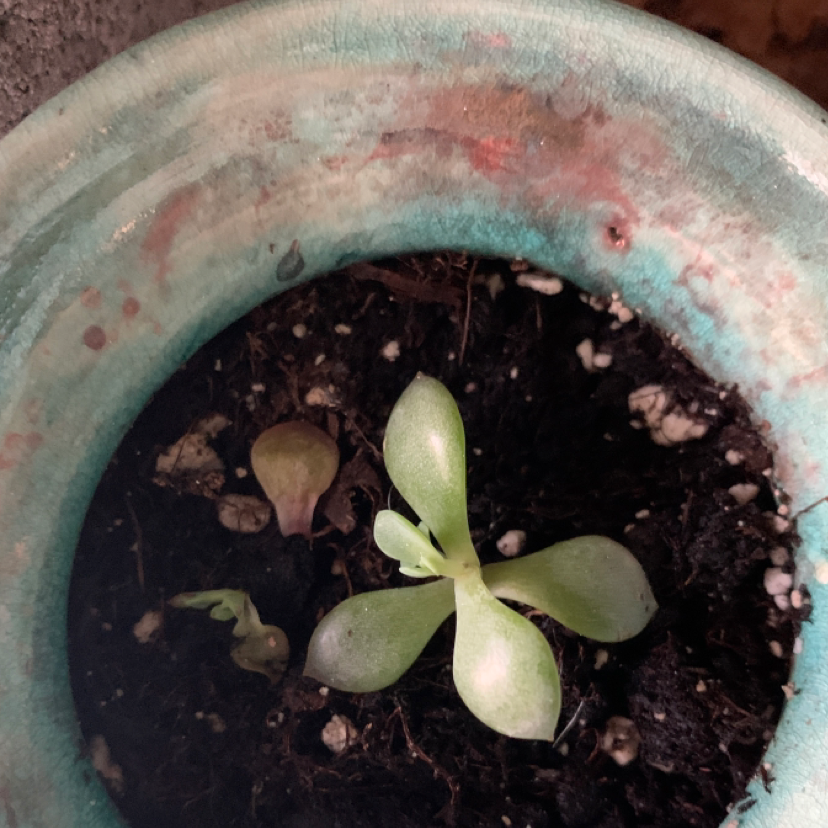 Nia | A plant by @grimxcreeper on Greg