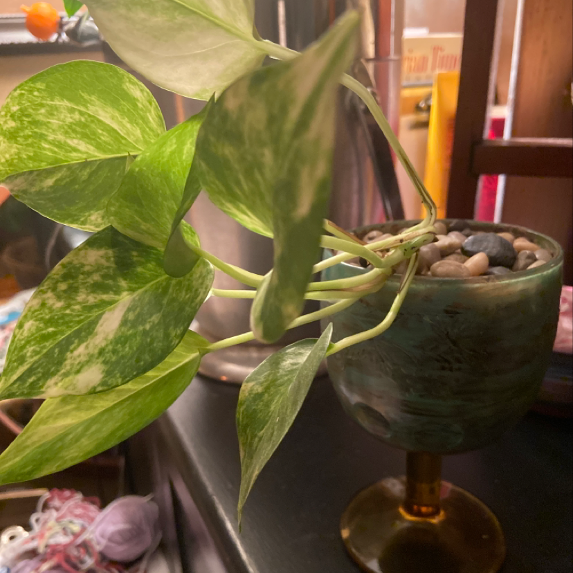 When and Where Should I Trim My Hawaiian Pothos?