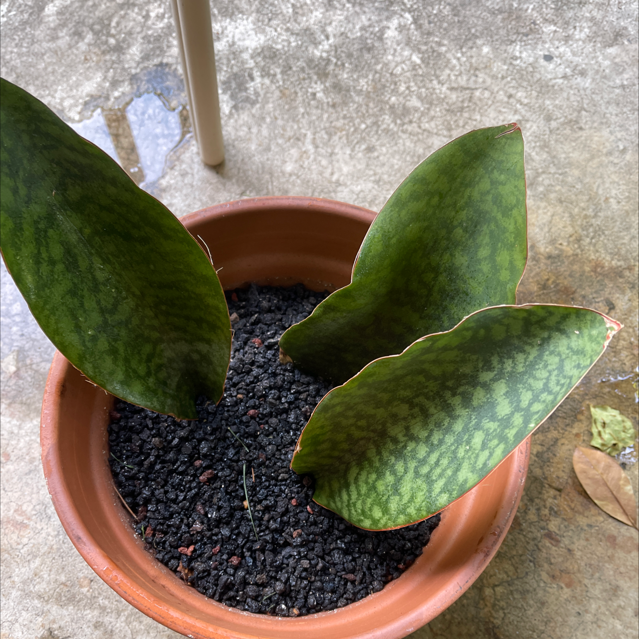 🐋 Why Are My Whale Fin Snake Plant Leaves Curling?