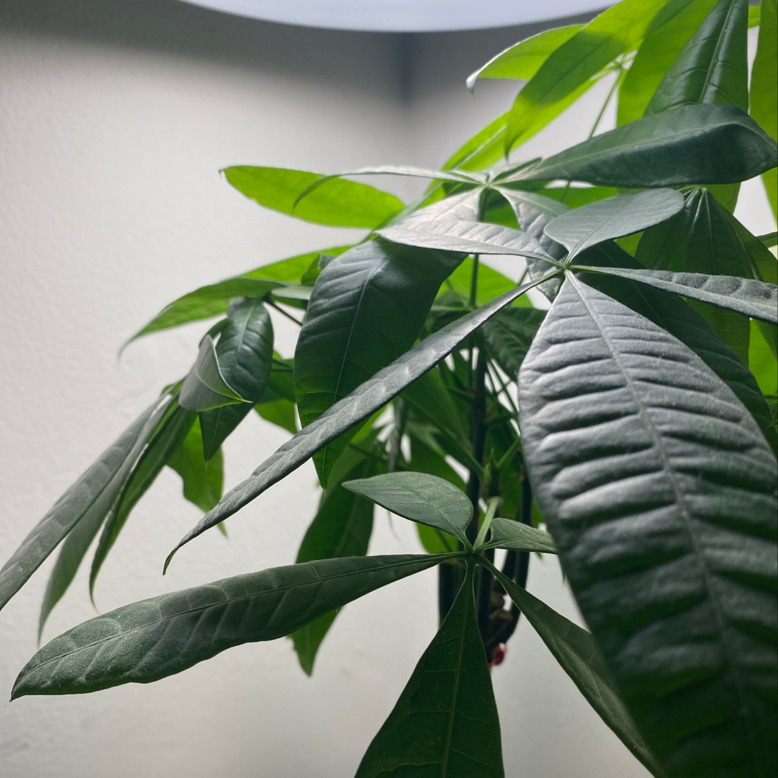 How To Fix 💰 Money Tree Leaves Curling