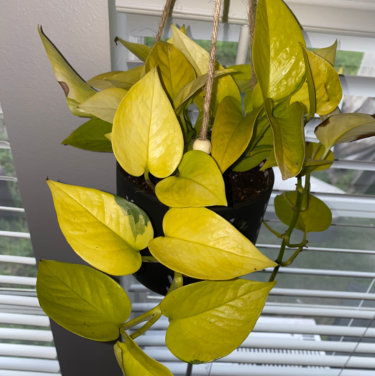 Should I Repot My Golden Pothos And If So, How?