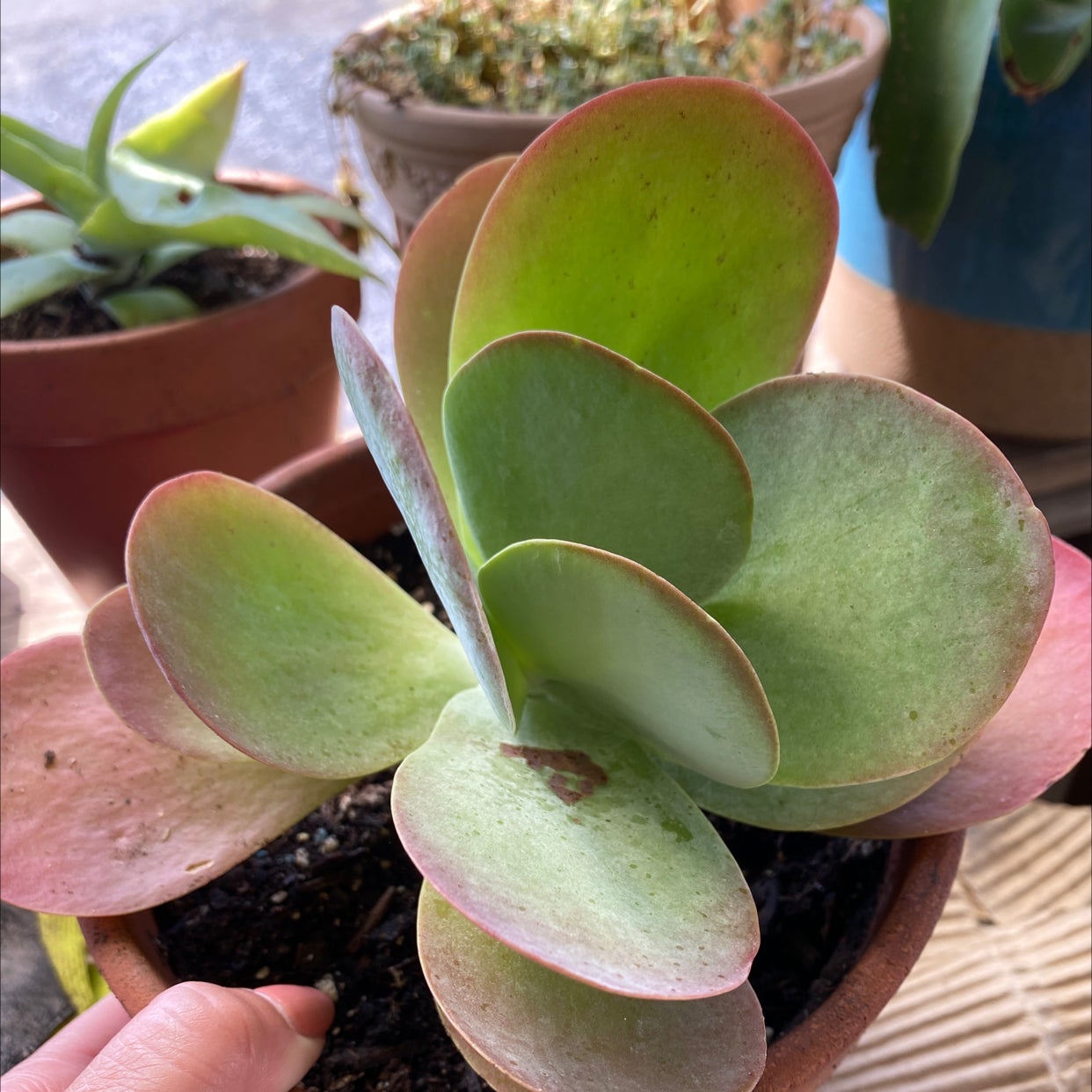 Best Potting Soil Mix for Paddle Plant