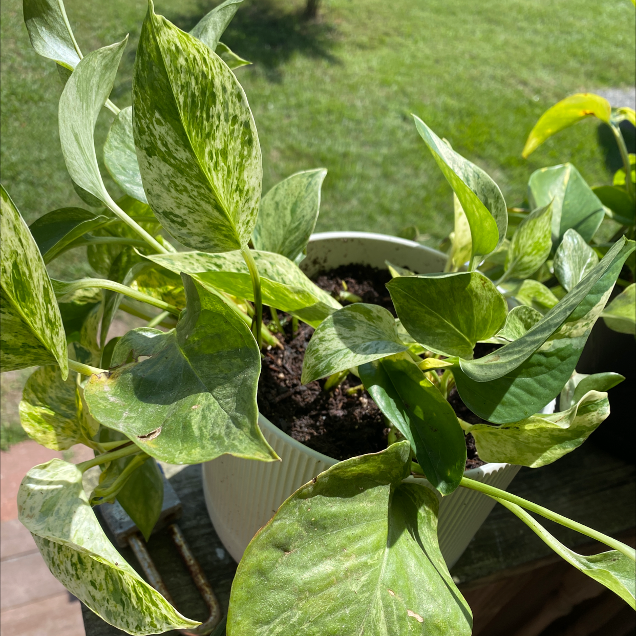 🌡 What Is A Good Temperature Range For My Golden Pothos?