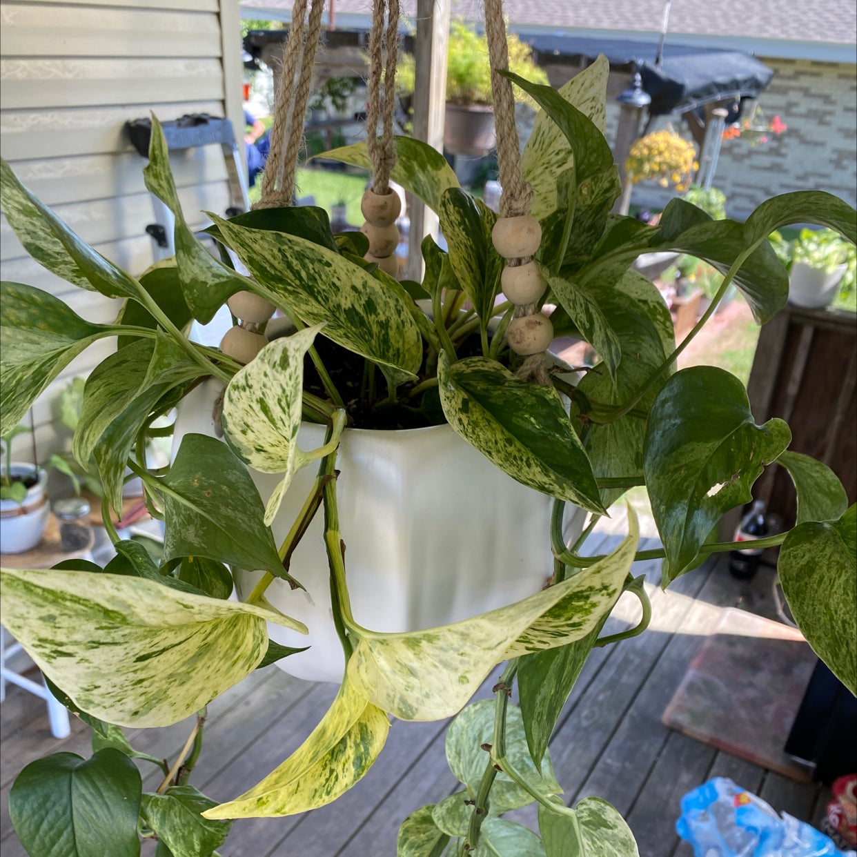 How Much Humidity Does My Jade Pothos Need?