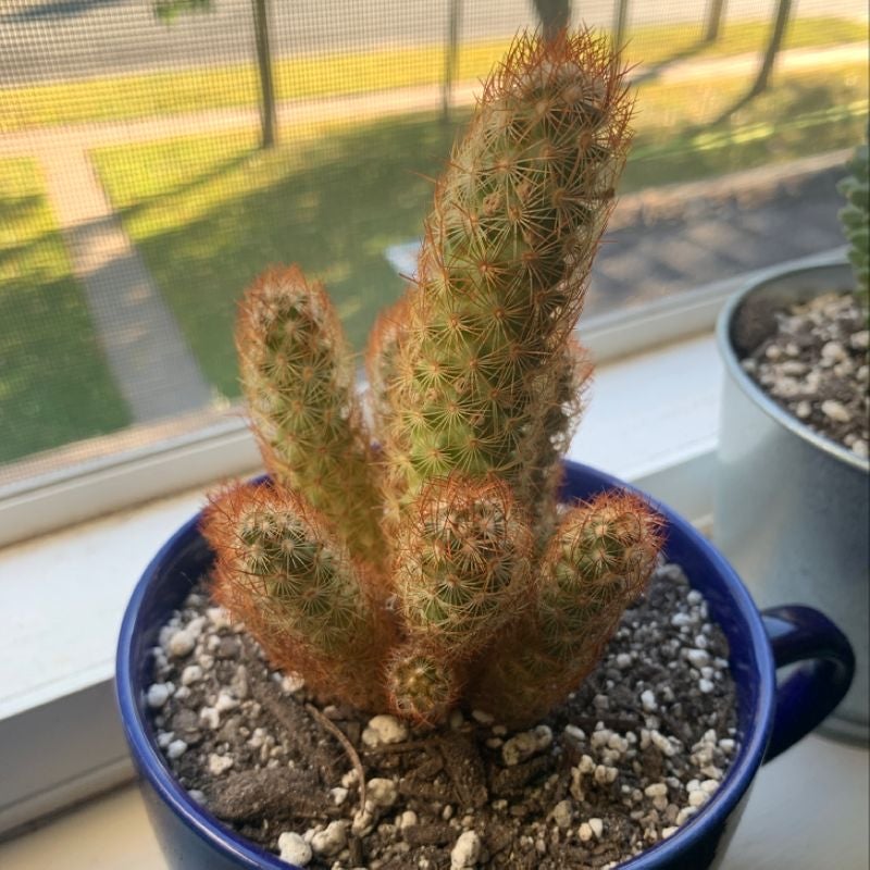 How to Fertilize Your Lady Finger Cactus