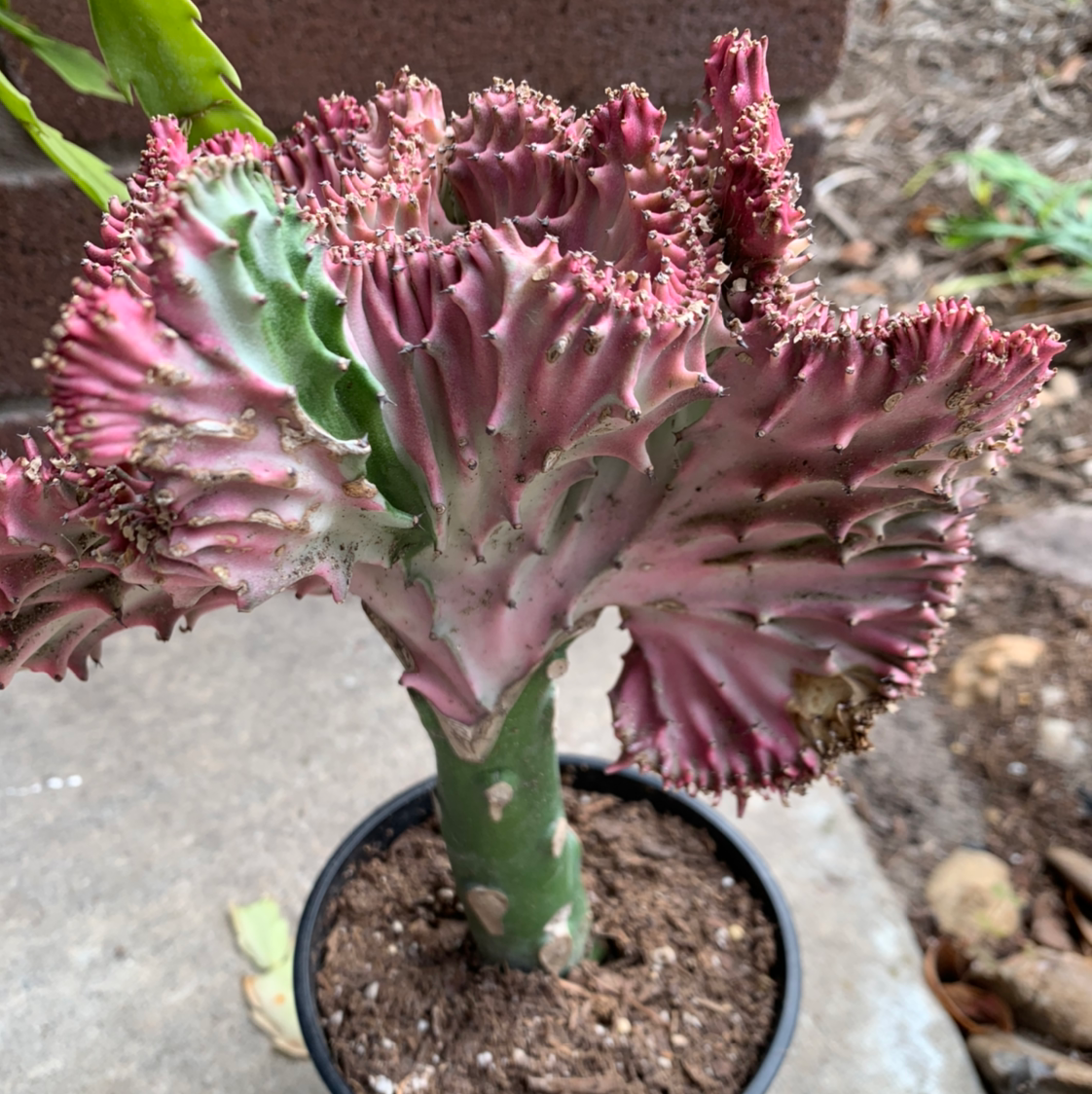 forbie | A plant by Kylee on Greg