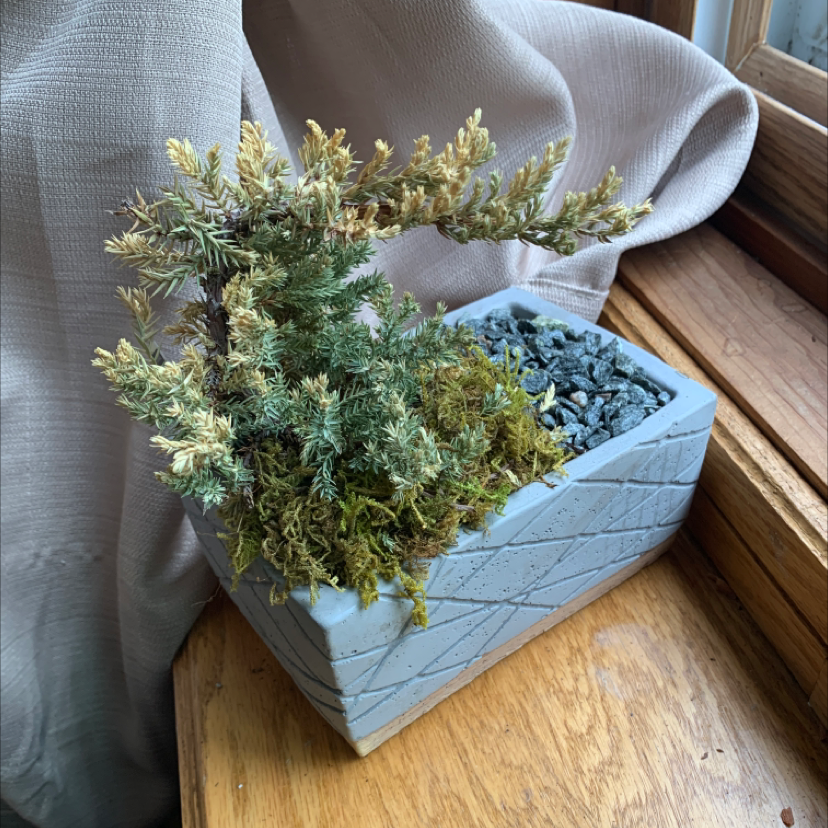 Why Does My American Juniper Have Yellow Leaves? 🍂