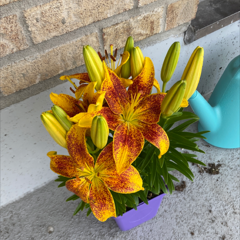 Propagating Tiger Lily: Step-by-Step Guide