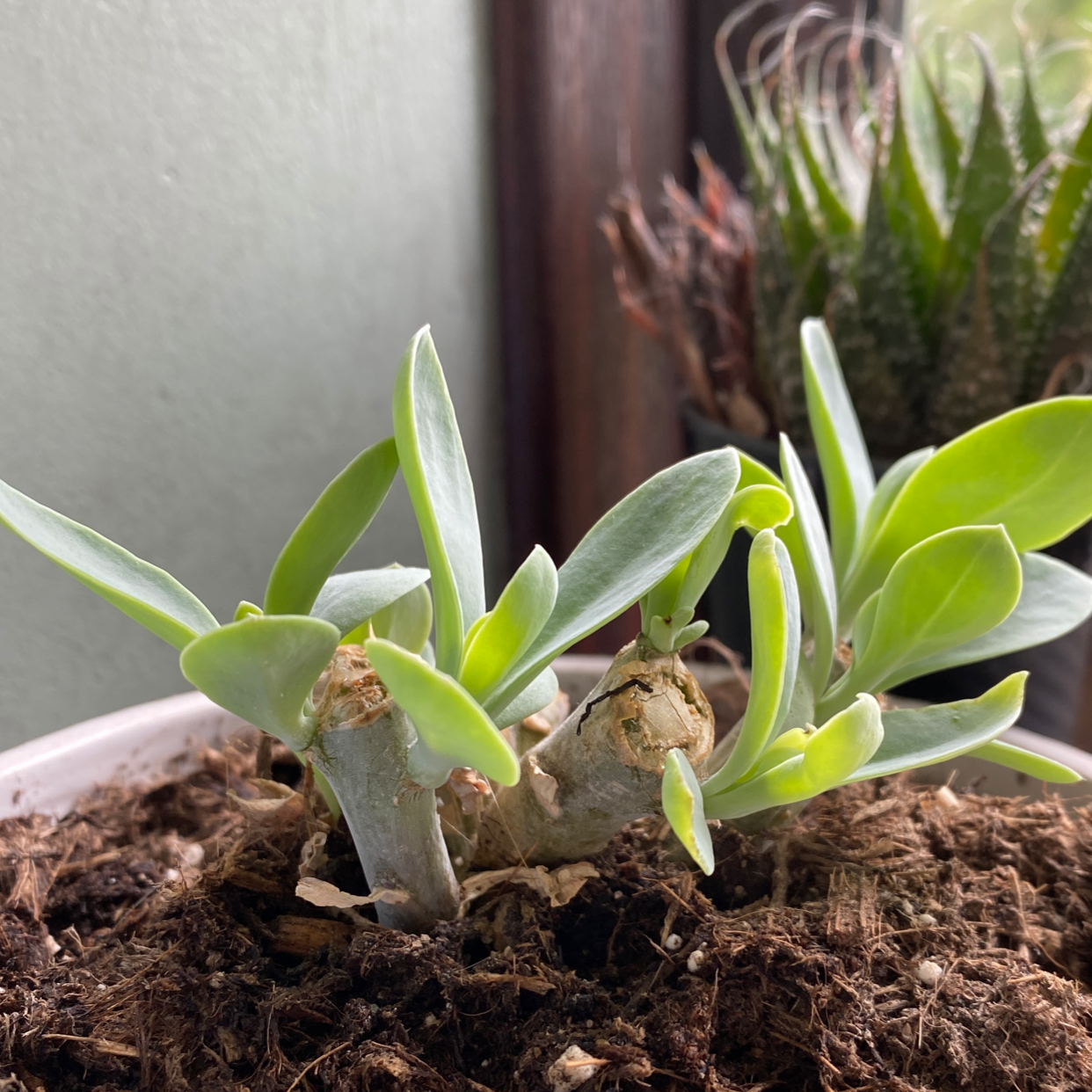 Texas Barometer Bush Plant Care: Water, Light, Nutrients | Greg App 🌱