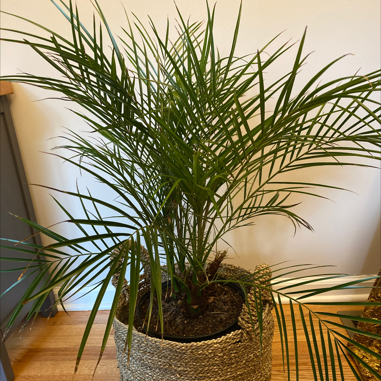 Best Soil for Pygmy Date Palm