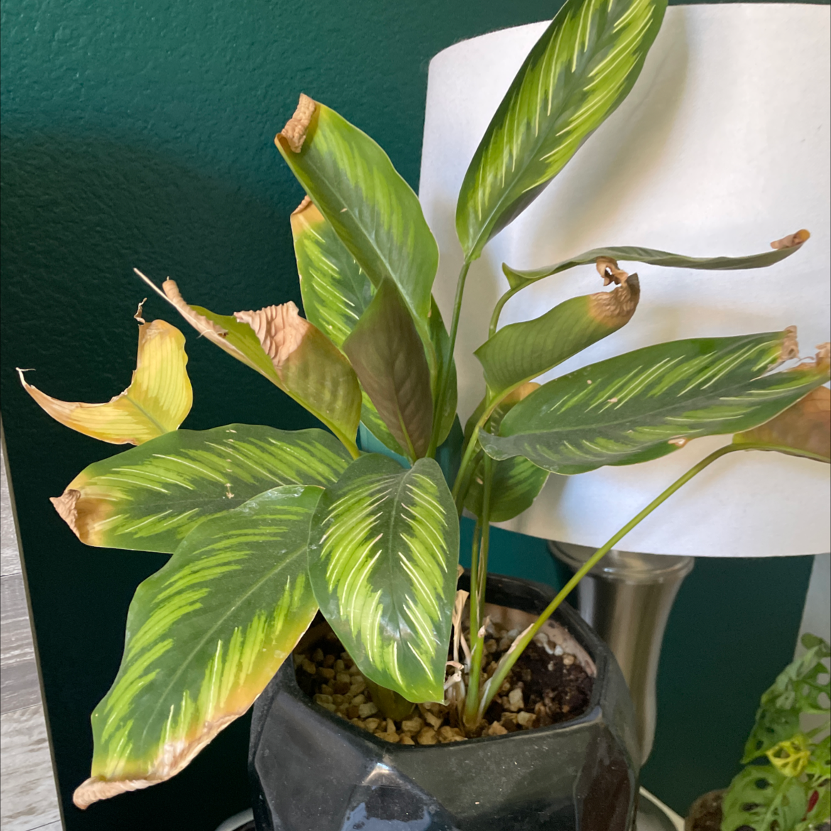 How Do I Fix calathea 'beauty star' root rot?