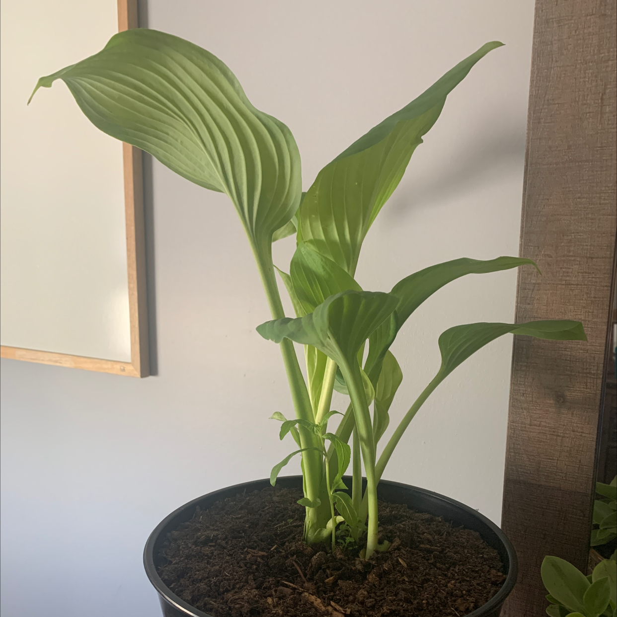 💧 How Much Humidity Does My Siebold's Plantain Lily Need?