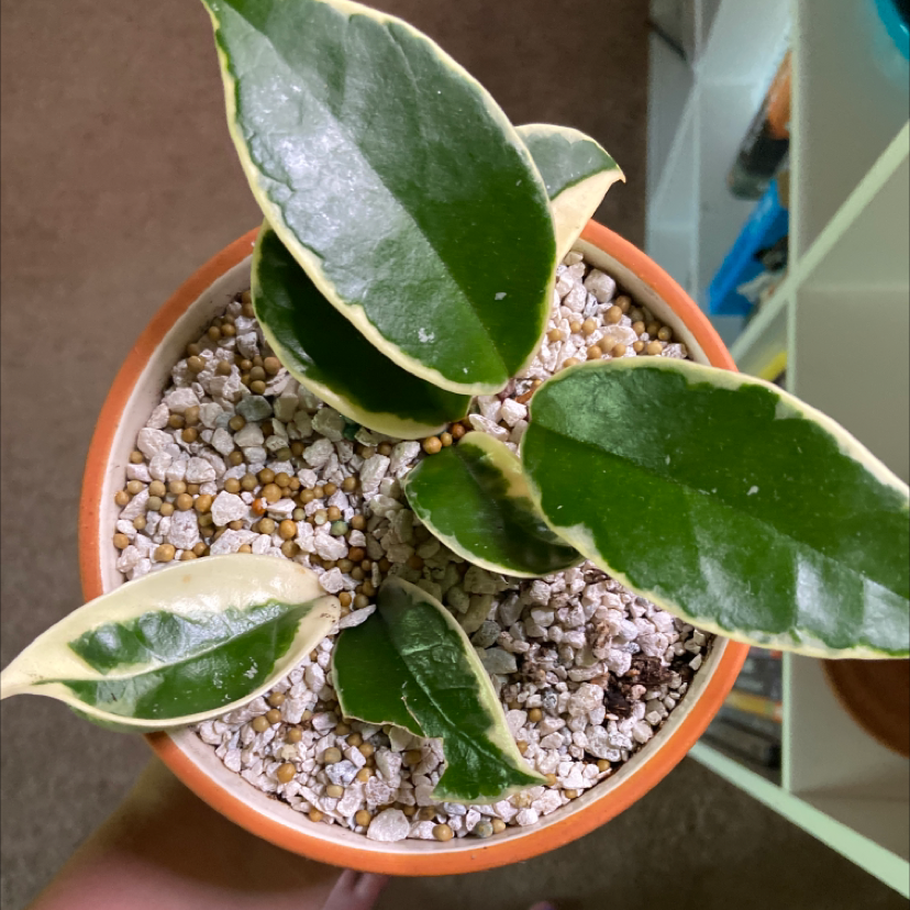 Variegated Hoya Carnosa 'Compacta' Temperature