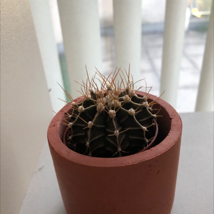 🌵 How Much Humidity Does My Gymnocalycium stenopleurum Need?