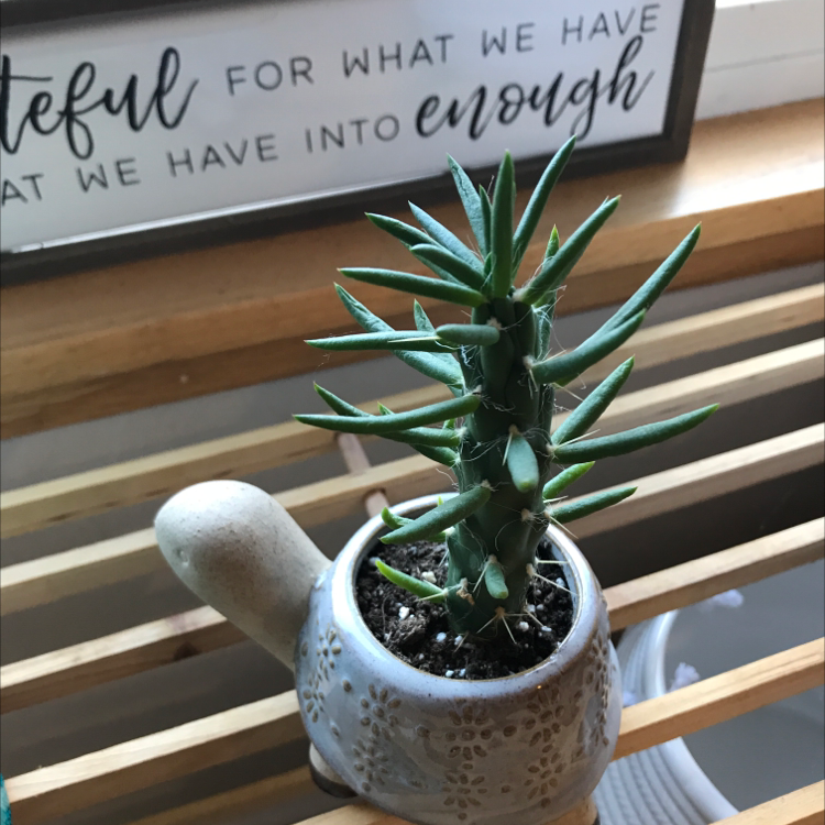 🌞 Your Eve's Needle Cactus's Sunlight Needs