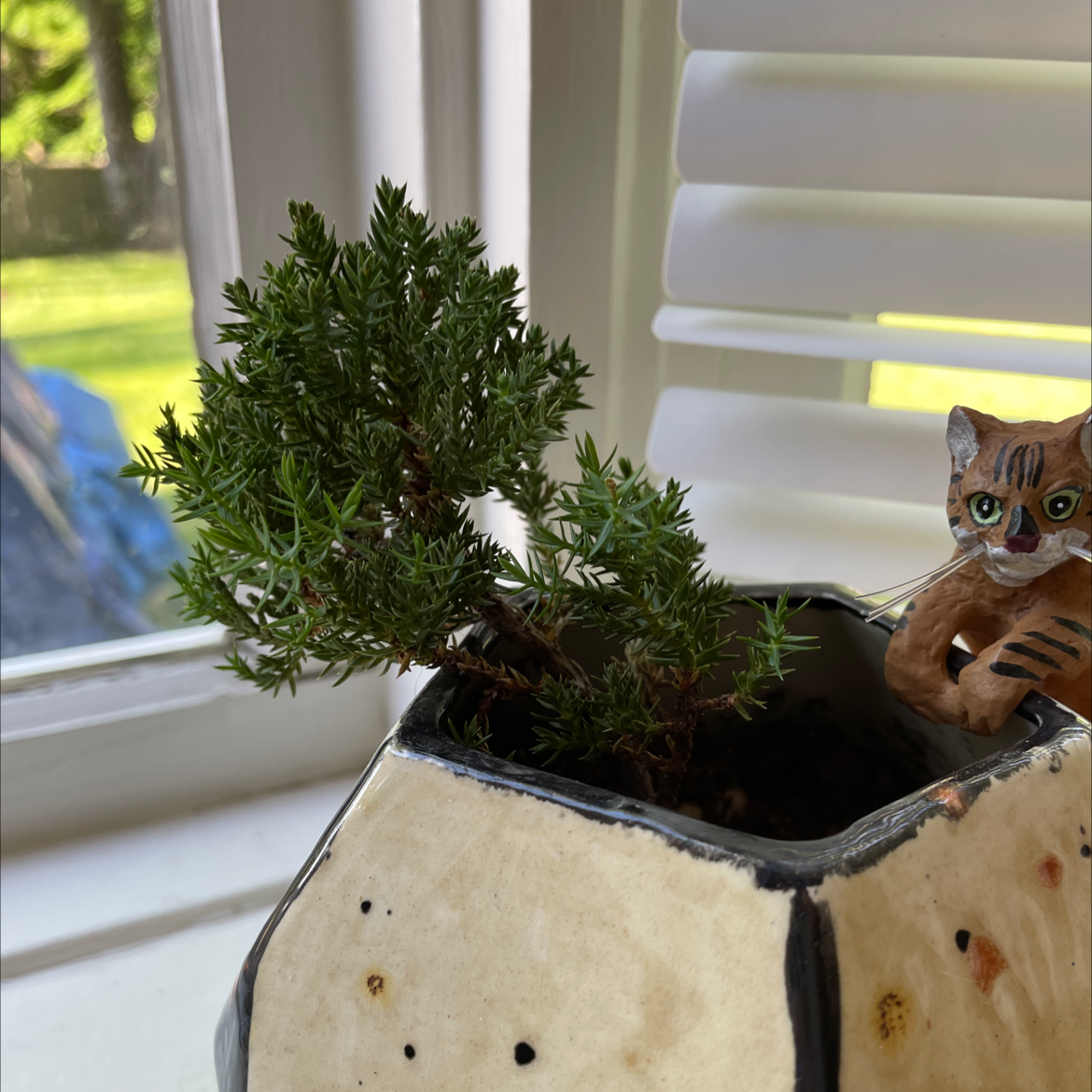 🐛 What To Do About Bugs on My American Juniper?