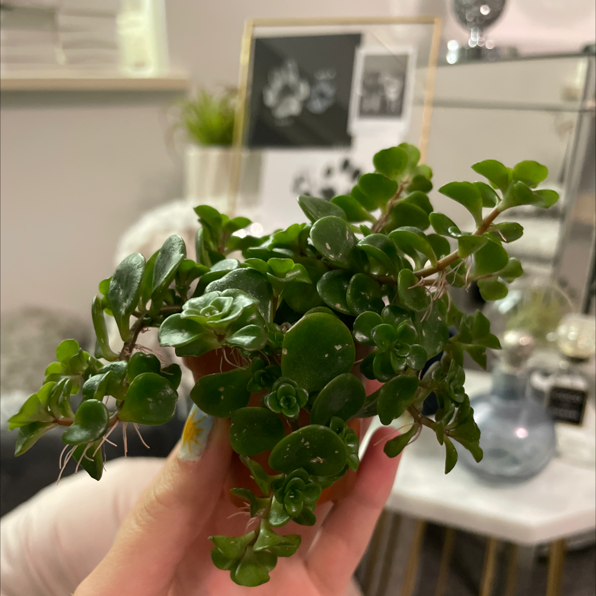 What Temperature Does My Golden Japanese Stonecrop Need?