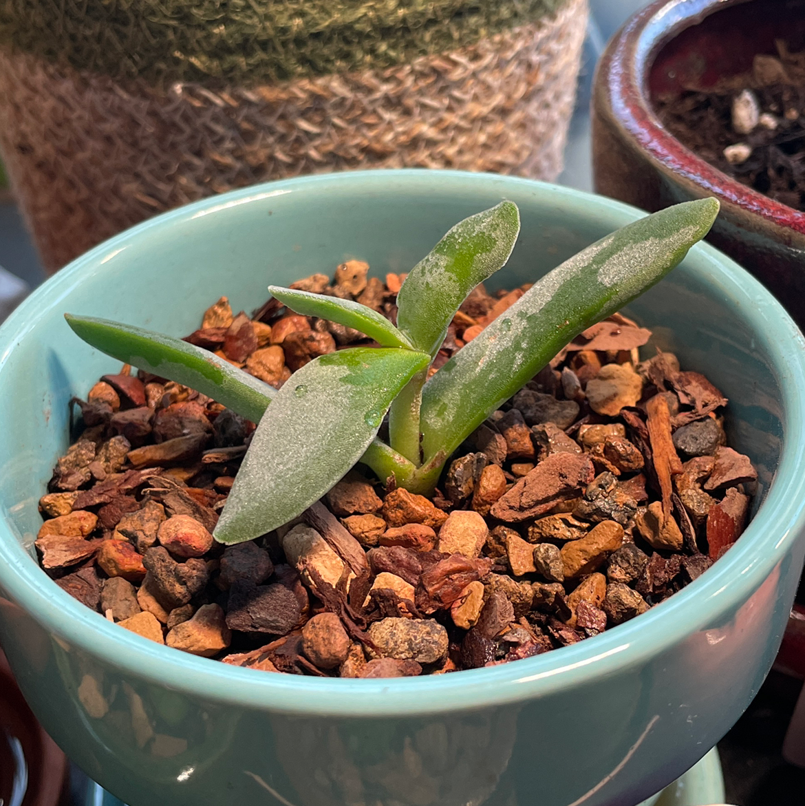 ️ Propagating My Propeller Plant: Step-by-Step Guide