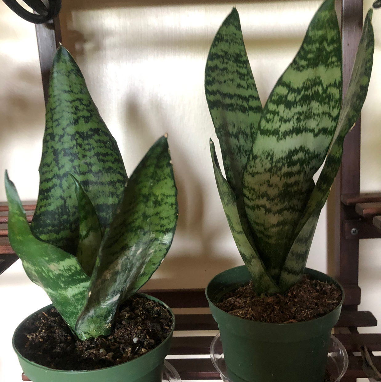 Propagating Your Jaboa Snake Plant: Step-by-Step Guide