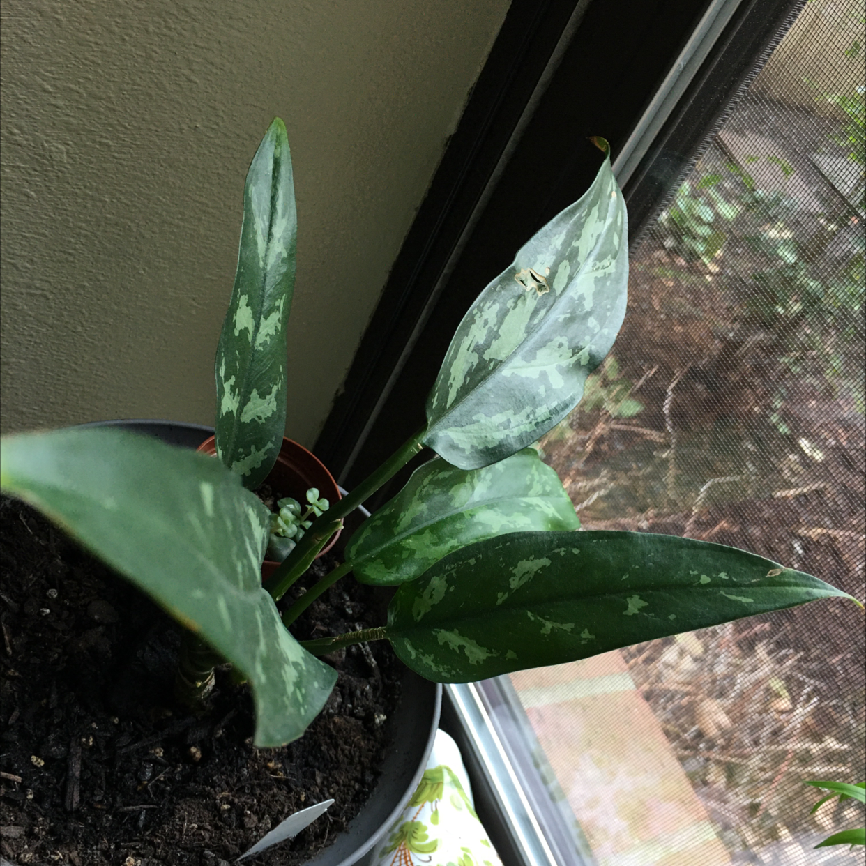 Why Is My Chinese Evergreen Not Doing Well?