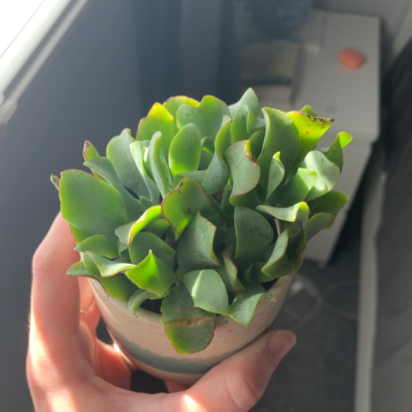 💧 Why Are My Ripple Jade Leaves Mushy?