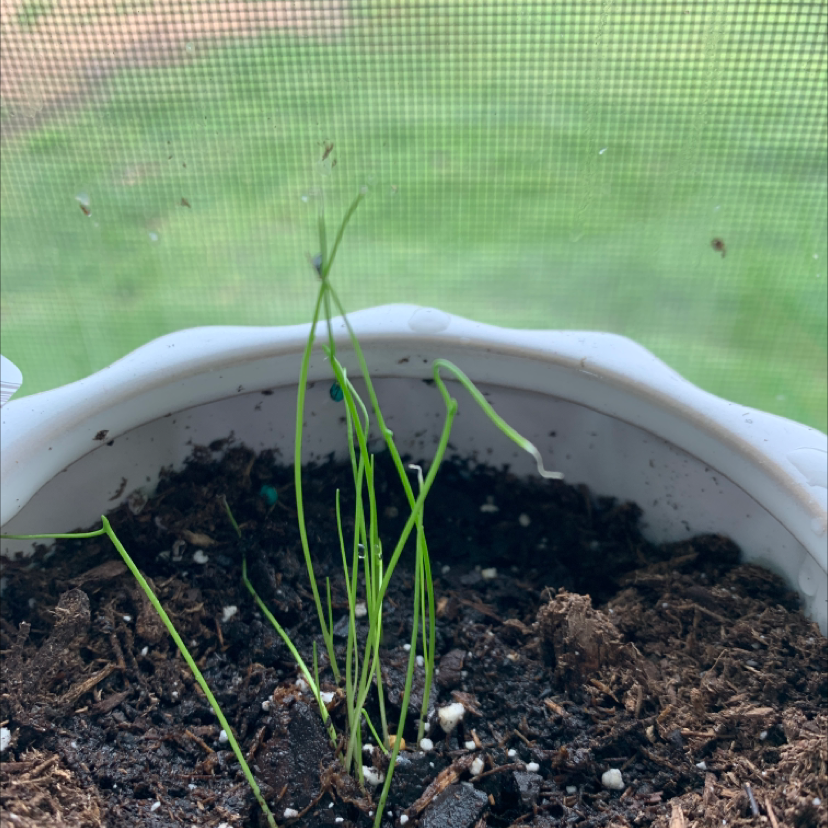Why Is My Chinese Chives Not Doing Well?