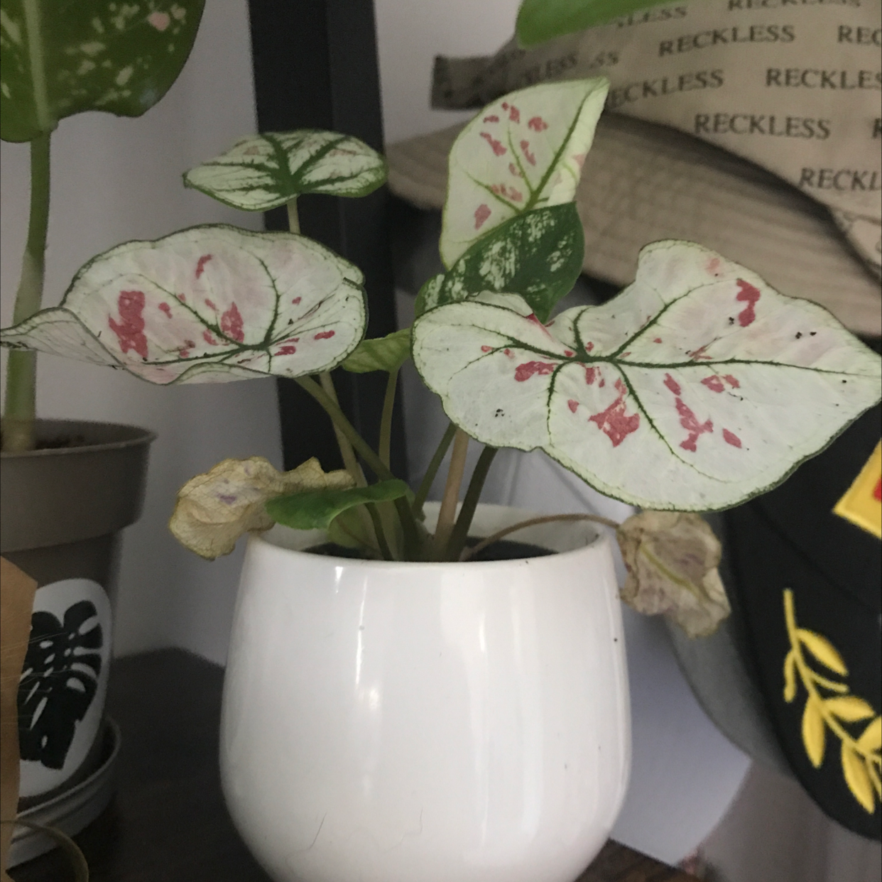Black Spots on My Caladium 'Marie Moir' Leaves