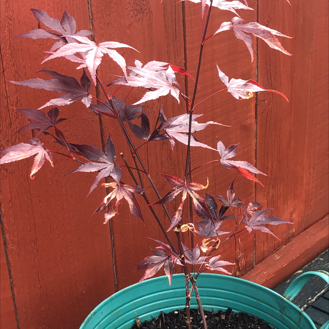 Propagating Your Japanese Maple: Step-by-Step Guide