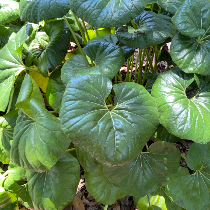 🐛 What To Do About Bugs on My Leopard Plant?