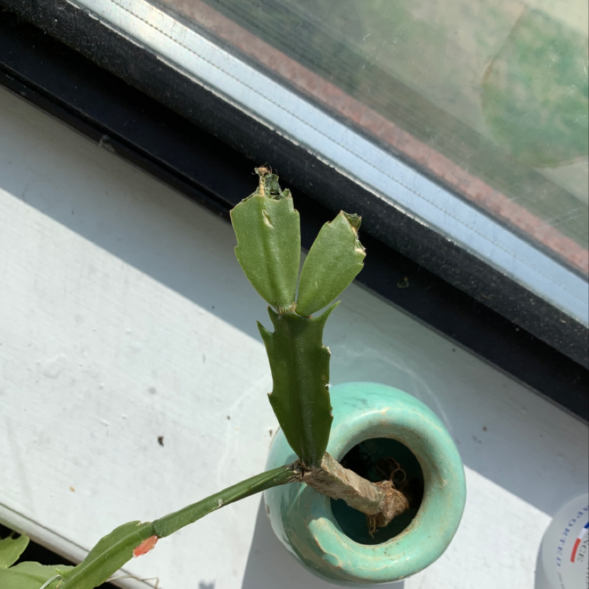 Black Spots on My False Christmas Cactus Leaves