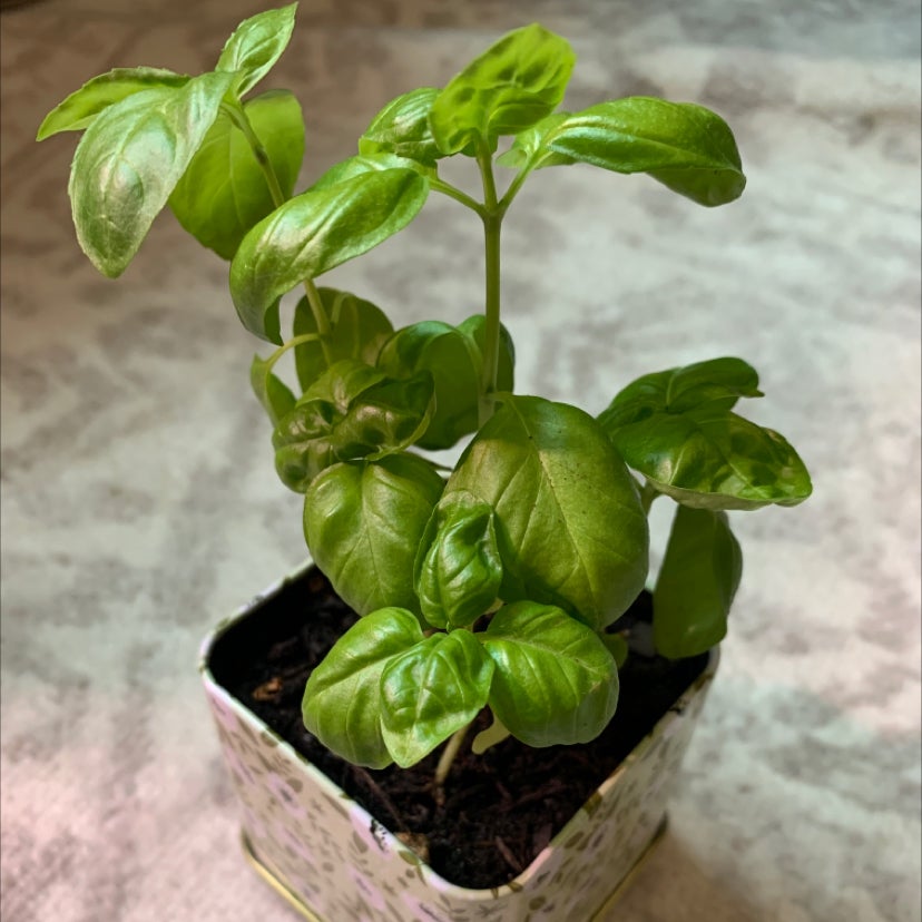 What To Do About Bugs on My Thai Basil? 🐛