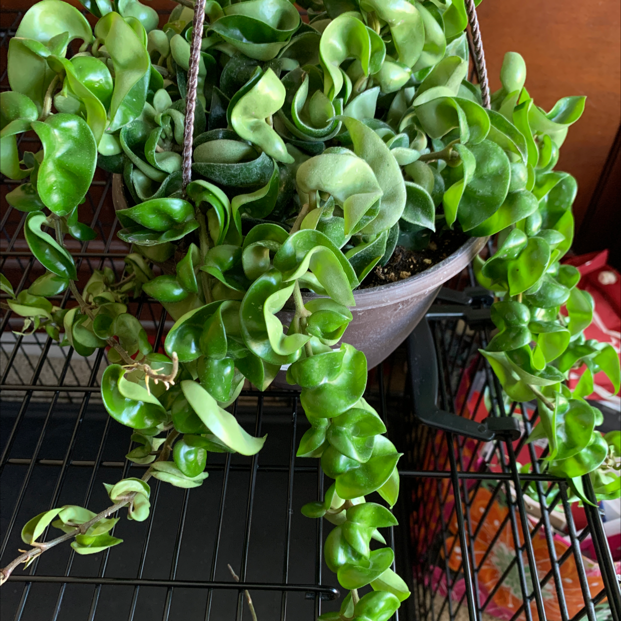 Propagating My Hoya Carnosa 'compacta': Step-by-step Guide