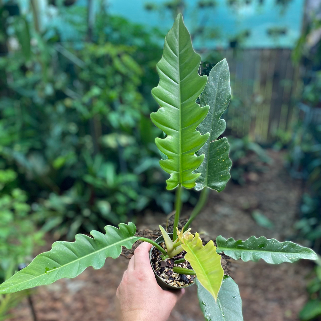 The Complete Philodendron Narrow Tiger Tooth Plant Care Guide: Water ...