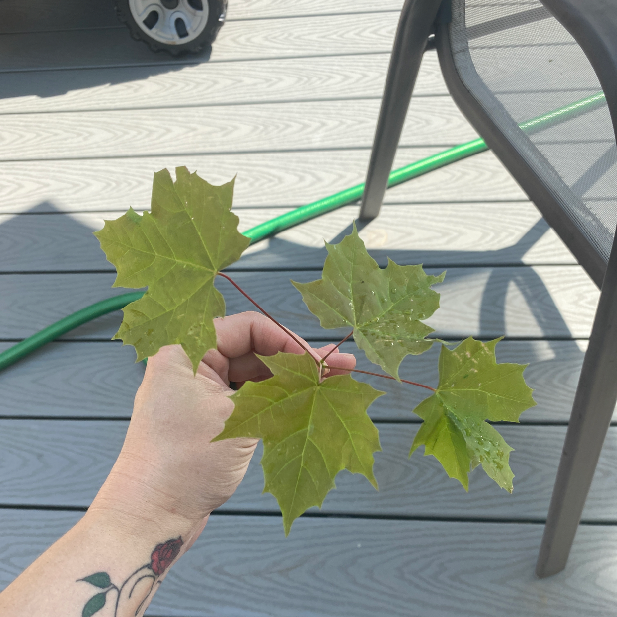 Norway Maple Root Rot Solutions