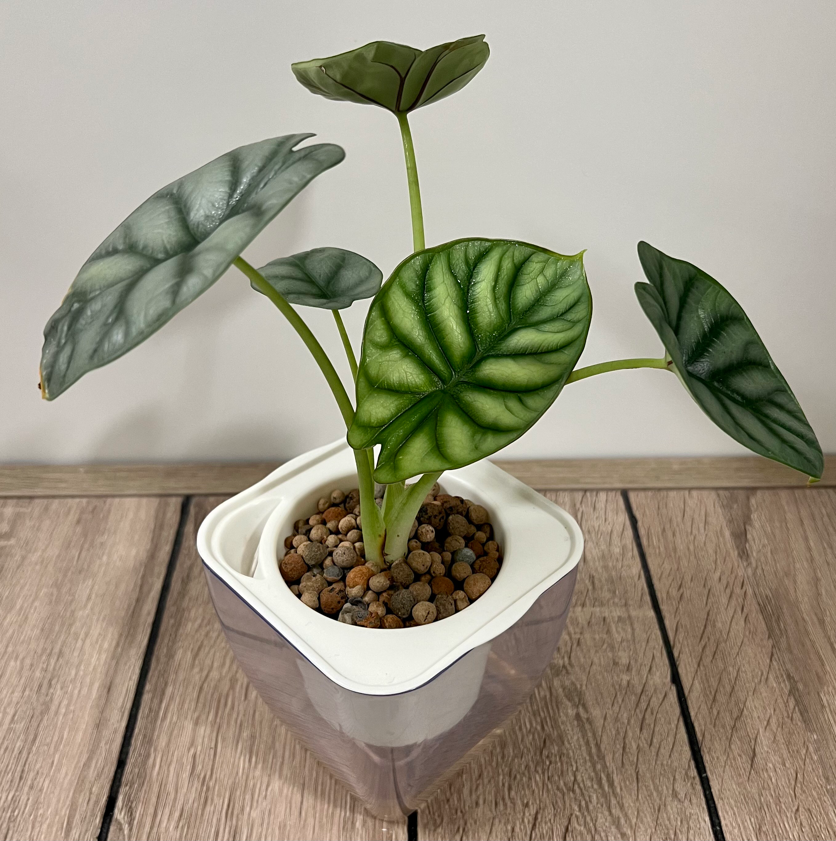 Why Are My Alocasia Silver Dragon Leaves Droopy?