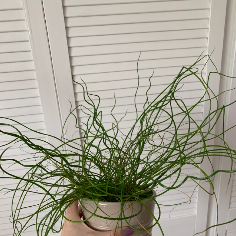 How to Get a Common Rush to Bloom