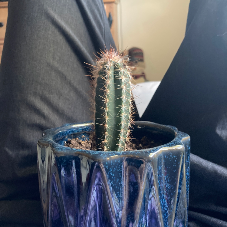 The Complete Blue Columnar Cactus Plant Care Guide: Water, Light & Beyond