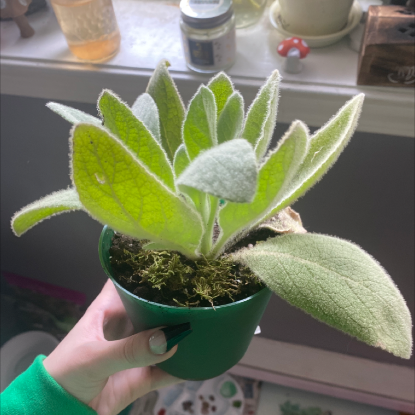 Why Are There Black Spots on My Mullein Leaves?