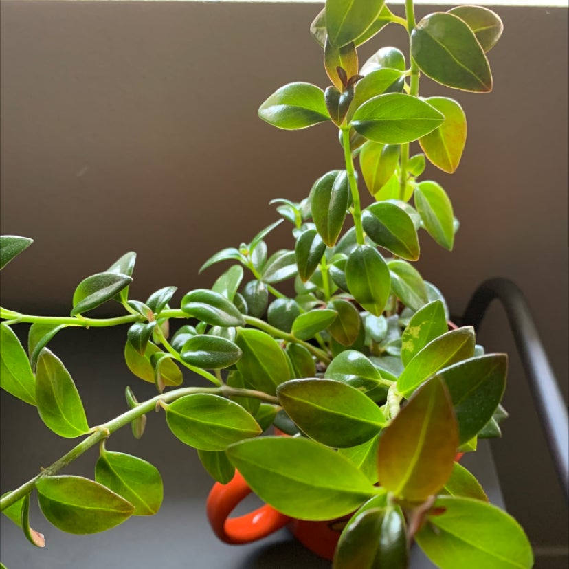 Dancing Dolphin Care 101: Water, Light & Growing Tips