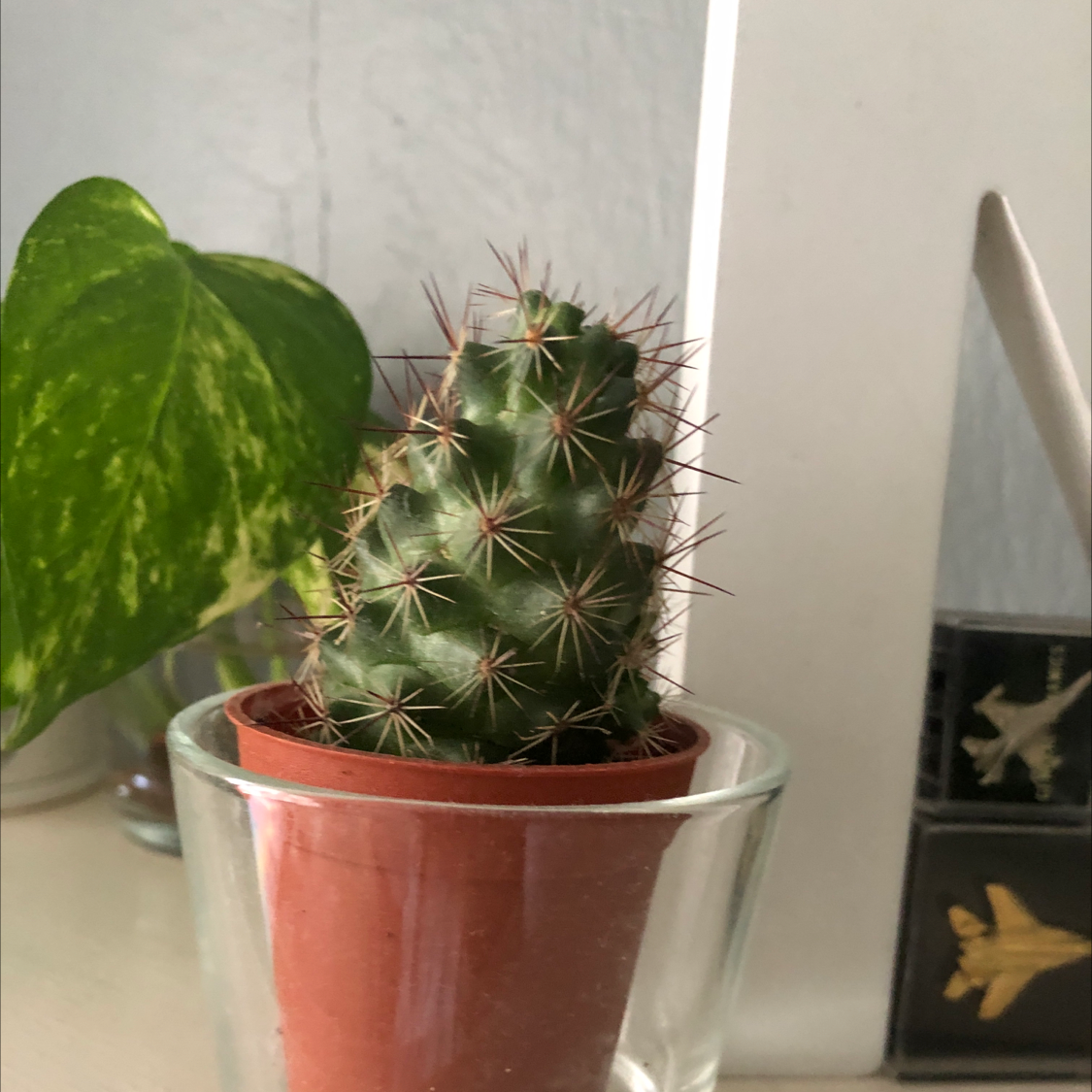 Blue Columnar Cactus Is Not Toxic To Dogs 🐶