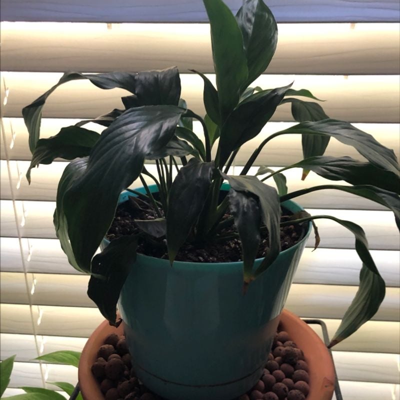 What To Do About Peace Lily Root Rot 🤢