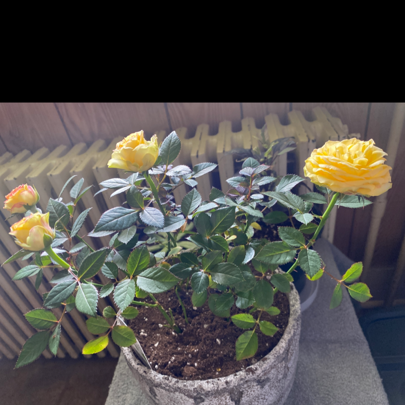 Why Are My Manchu Rose Leaves Curling?